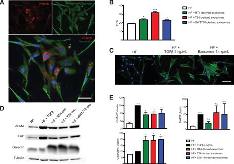 Figure From Exosomes Induce Fibroblast Differentiation Into Cancer Associated Fibroblasts