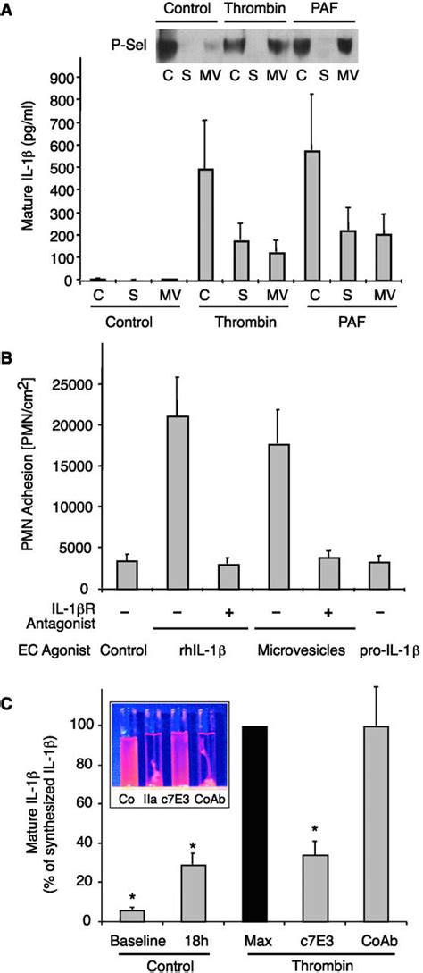 Microvesicle Derived Il 1β Induces Endothelial Adhesiveness For