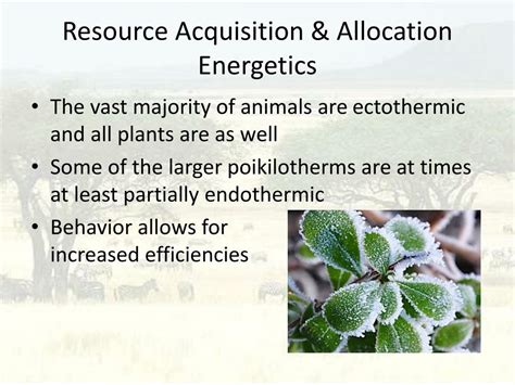 Ppt Resource Acquisition And Allocation Optimal Foraging Theory