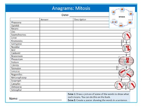 Mitosis Anagrams Puzzle Sheet Keywords Settler Starter Cover Lesson Science Biology Cell