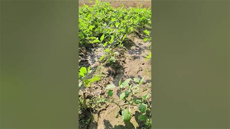 দেখুন বন্ধু রা কতো শূদ্রর বেগুন খেত একটি বেগুন নেয়🍆🥲 Song Bollywood Love Music Hindisong