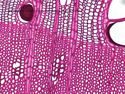 Cupac Anatomy Slide Images