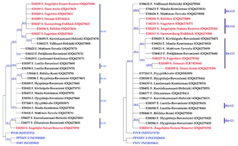 the consensus maximum parsimony trees constructed based on the