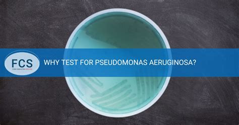 Why Test For Pseudomonas Aeruginosa Food Consulting Services