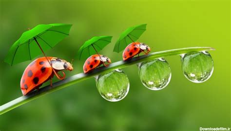 عکس های زیبا برای پس زمینه دسکتاپ