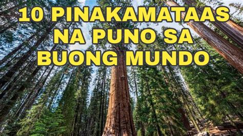 10 Pinakamataas Na Puno Sa Buong Mundo Youtube