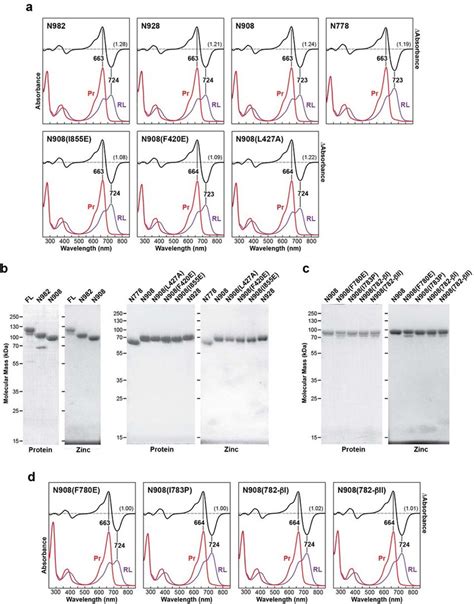 Sds Page Analyses And Absorption Spectra Of The Phyb Truncations And