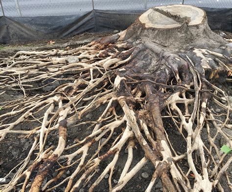 Protect Your Trees During Construction Adventure Park Insider