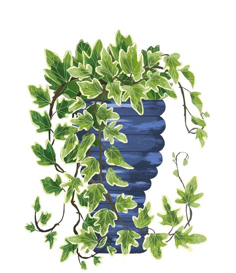 English Ivy: Plant Care Guide