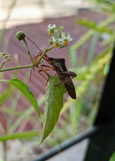 Coreidae Or Rice Ear Bug Or Leaf Footed Bug On The Green Leaf Stock