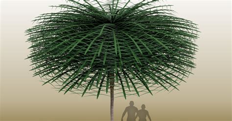 A Fossilized Tree That Dr Seuss Could Have Invented