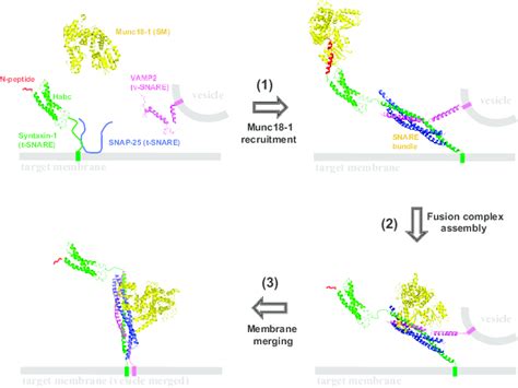Model Of The Syntaxin N Peptide Function In Membrane Fusion During Download Scientific Diagram