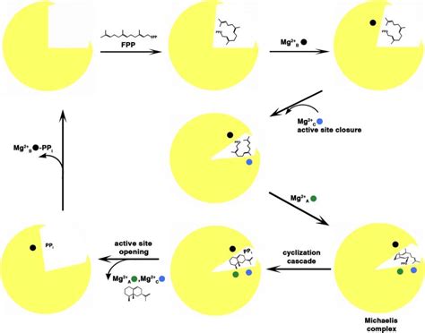 proposed metal ion binding sequence for catalysis model for metal ion