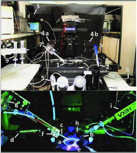 The Setup Used For Simultaneous Imaging Patch Clamp Recording And
