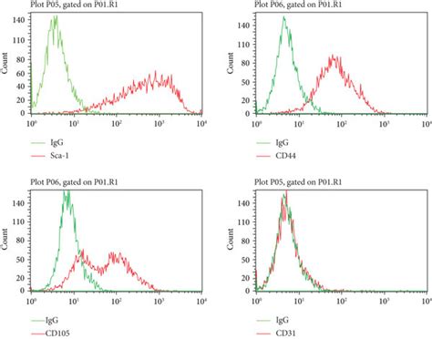 Characterization Of Bmscs And Bmsc Derived Exosomes A Morphology Of