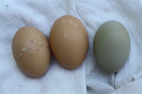The Edible Garden Egg Shell Color Genetics