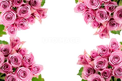 분홍색 배경 장미 꽃 장미배경 Unimode 사진 발렌타인 자연 장미 배경 핑크 꽃 꽃다발 꽃잎 색상 사랑 분홍색 흰색 아름다움 배열 정원