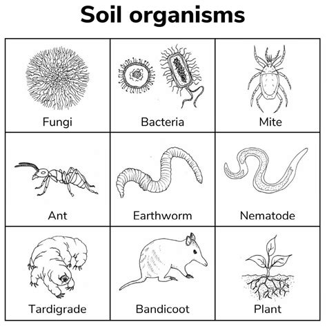 Looking Closely At Soil Organisms