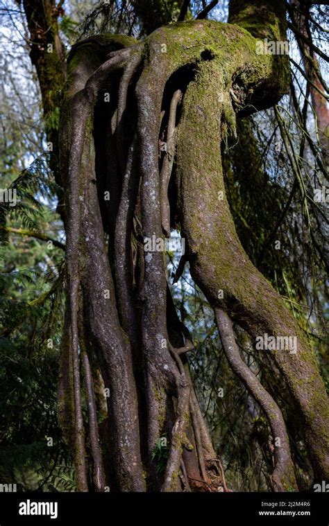 A Tree Is Above Ground By Far With Roots Extending Above Ground As Well Almost Like The Floor