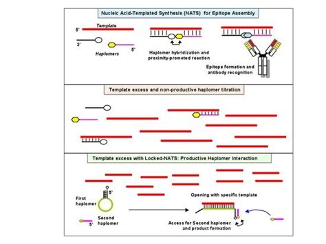 Molecules Free Full Text Assembly Of Biologically Functional