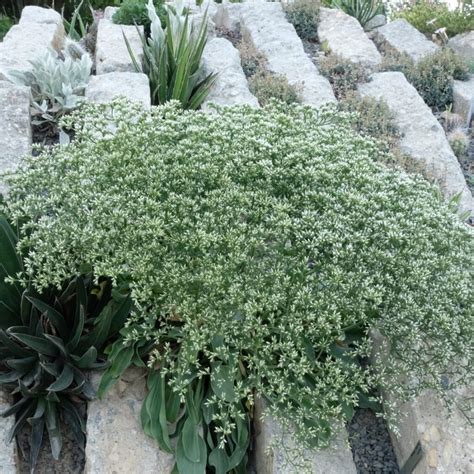 Plants That Had Rather Phyte Than Switch Habits And Habitats Juniper