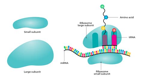 Ribosomes Geeksforgeeks
