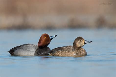 Hen Redhead Duck Photo Marteko