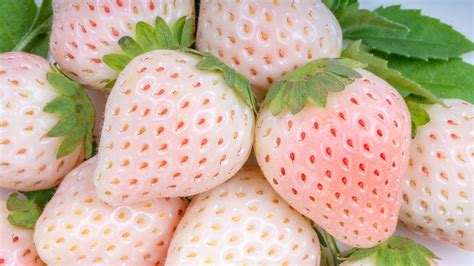 How To Grow White Strawberries Pineberry Growing Guide 2026