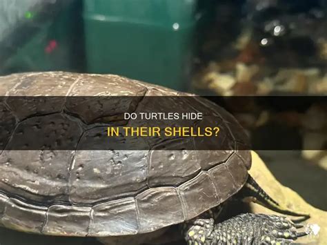 Do Turtles Hide In Their Shells Petshun Do Turtles Hide In Their Shells Petshun