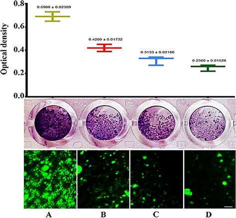 Swcnts Decorated With Znoag And Znoau Reduce E Coli Biofilm