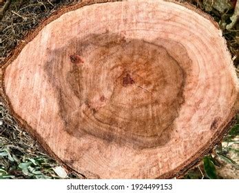 Tree Life Half Circle Images Stock Photos D Objects Vectors Shutterstock