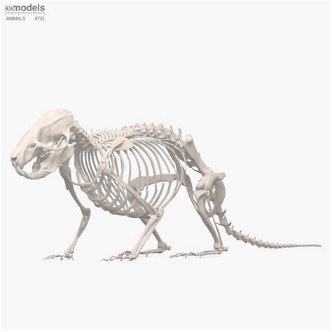 小鼠解剖 3d模型 下载