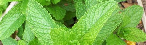 Mäta Prieporná Kúzelná Bylinka Nielen Do Drinkov Ale Tiež Na Lepšie Trávenie