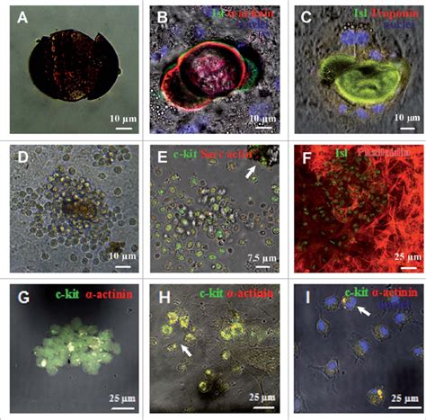 The Release Of Transient Amplifying Cells From The Cicss A The The Release Of Transient Amplifying Cells From The Cicss A The