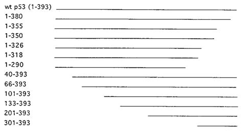 Schematic Representation Of N And C Terminal Deletions Of P53 Wt