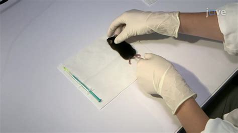 Video Establishment Of A Urinary Tract Infection Model In Female Mice Concept