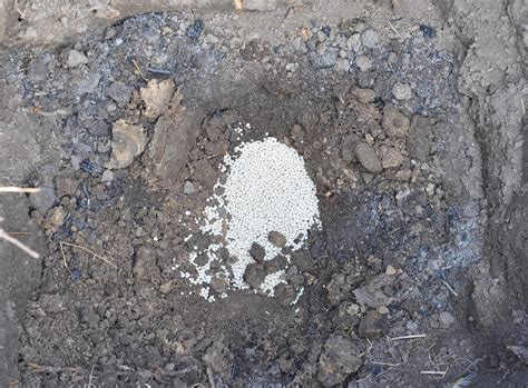 Fertilizer For Planting Tree Chemical Fertilizer For Planting Tree Hole Tree Fertilization