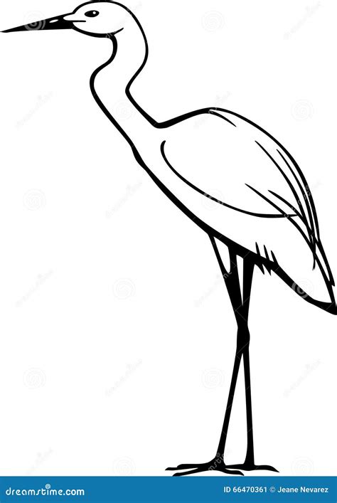 Egret Pencil Sketches