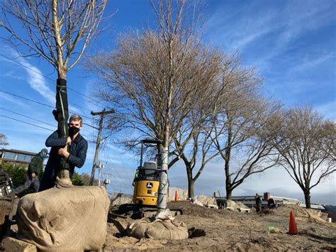 Provincetown Resident Chris Mathieson Buys Two Memorial Elms For Park