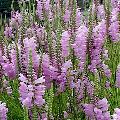 Physostegia Virginiana ‘rosea Seed Lynwood Garden