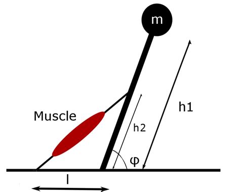 Inverted Pendulum Model With One Muscle Download Scientific Diagram