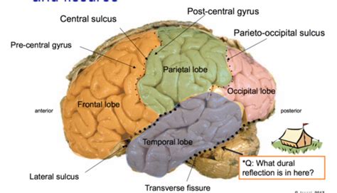 Transverse Sulcus