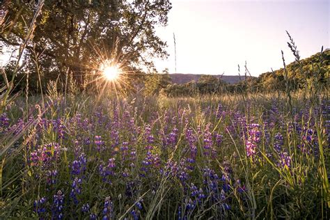 Biological Sciences Bs — Chico State Biological Sciences Bs — Chico State
