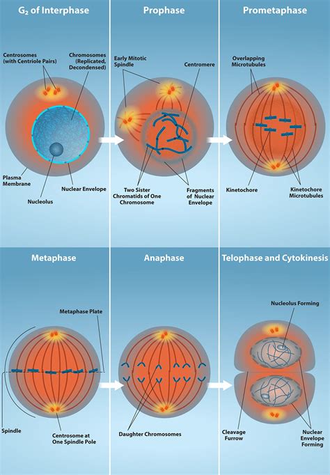 Cell Cycle Phases Prophase