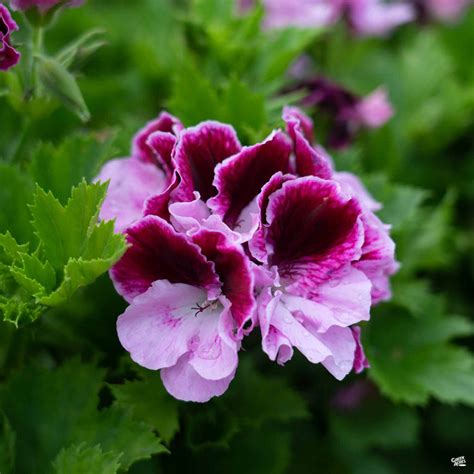 Martha Washington Geranium — Green Acres Nursery And Supply