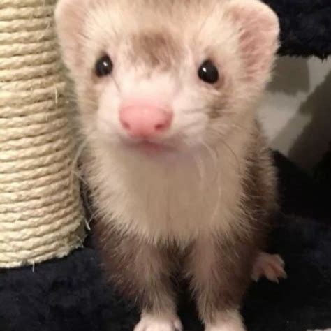 Ferret Pfp By Fairoutrobloxnotthere