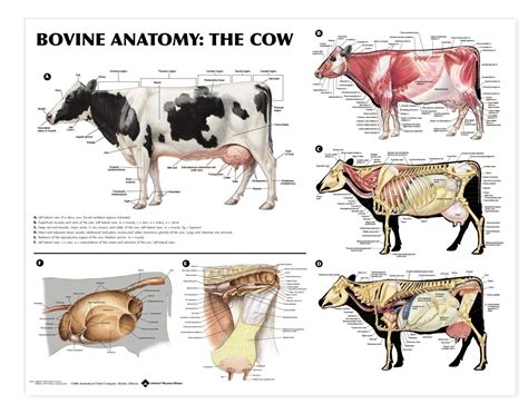 Cow Anatomy Chart Dairy Cow Anatomy Chart