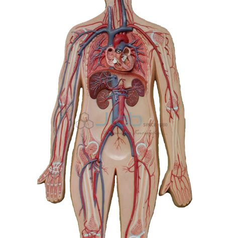Human Artery And Vein Model India Manufacturers Suppliers Exporters In India