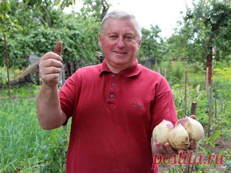 КАК Я ВЫРАЩИВАЮ ЧЕСНОК-ВЕЛИКАН ИЗ НЕКОНДИЦИИ Наша семья очень любит ч ...