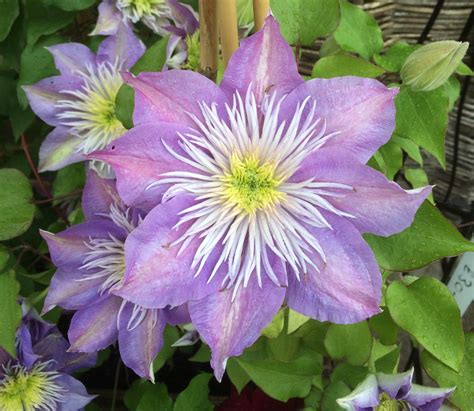 Clematis Pruning Simplified Down To Earth